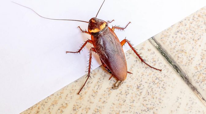 Cockroaches Inspection Archives - Cockroach Pest Control Brisbane ...